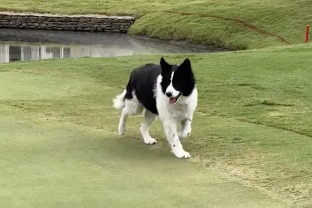 TPC Southwind’s adorable golf course dog Millie has better green ...